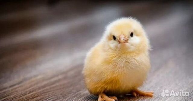 Продам суточных цеплят
