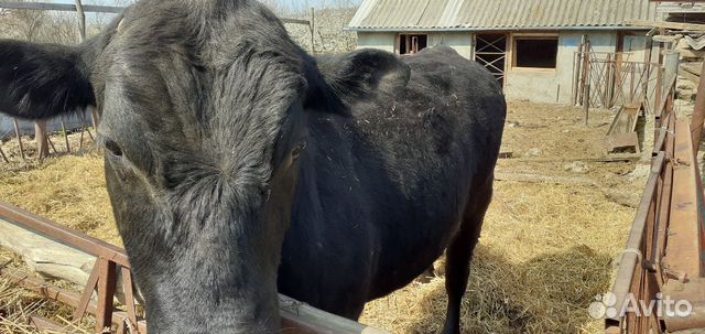 Бык абердин