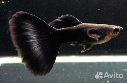 Гуппи черные (Guppy Full Black)
