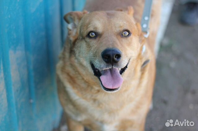В добрые руки, собака для всей семьи