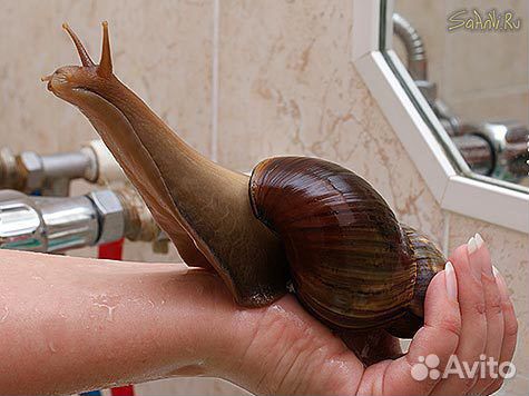 Ахатинские улитки бесплатно