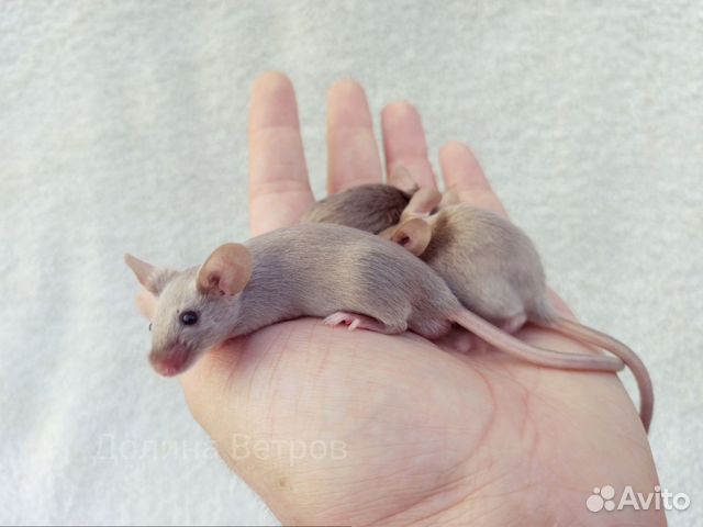 Мышь декоративная лиловая