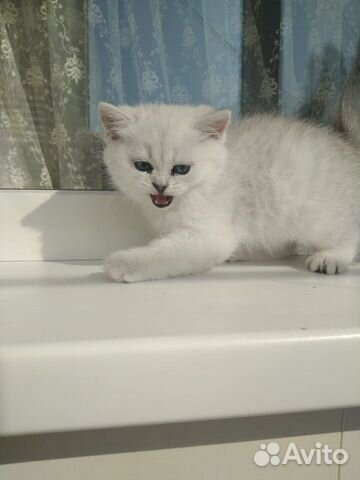 Котята