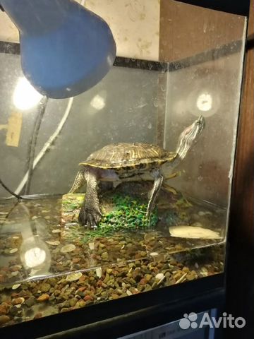 Черепахи красноухие