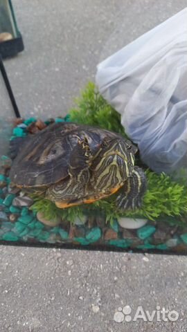 Черепаха
