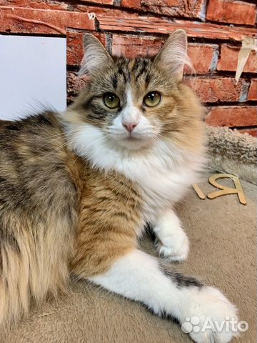 Кошка Сибирская Нюша 1 годик