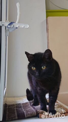 Котик(2года)
