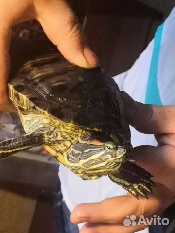 Морская черепаха в хорошие руки