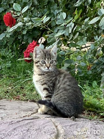 Британская кошечка