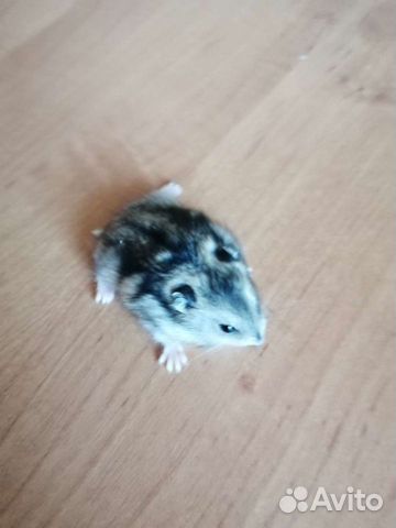 Хомячки джунгарики