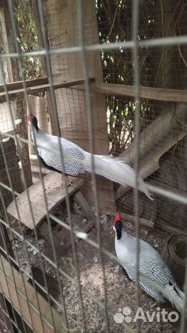 Фазан серебряный