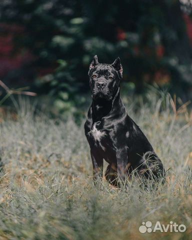 Стильная девочка кане корсо