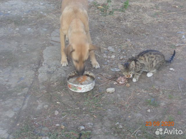 Кот тигр