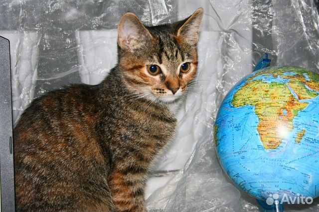 Котеночек ищет дом
