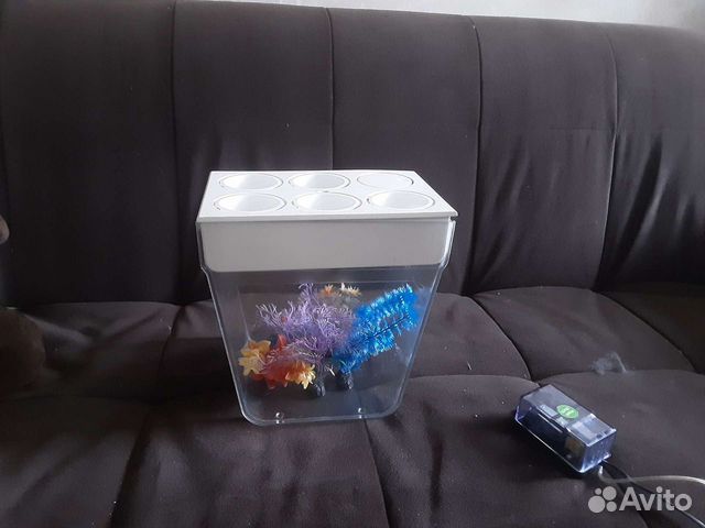 Аквариум (акваферма)