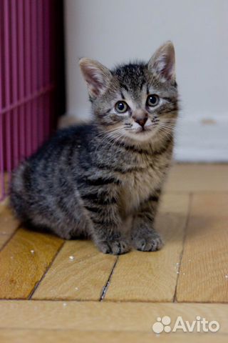 Мальчиш-крепыш ищет дом (котенок) в добрые руки