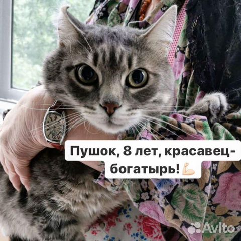 Зеленоглазый красавец Пушок ищет дом