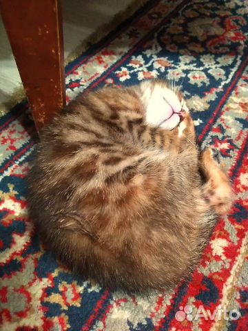 Бенгальские котята