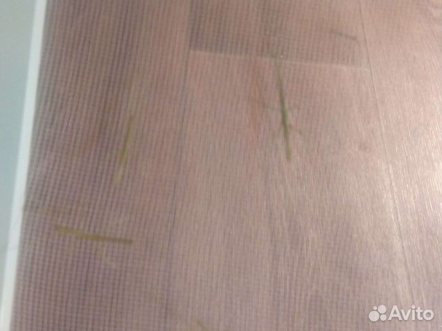 Анаманский палочник