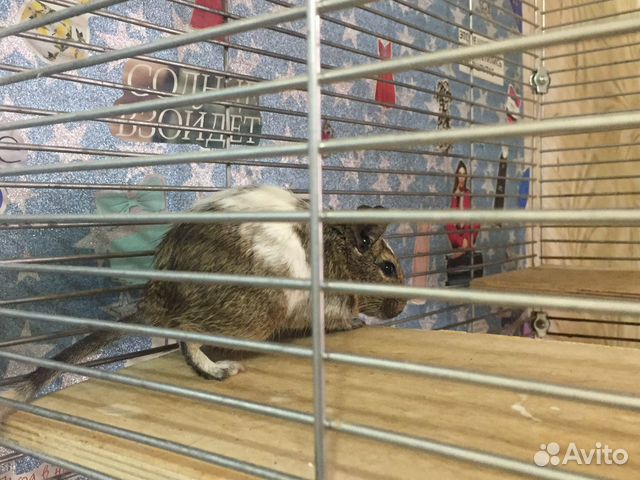 Белки Дегу + клетка