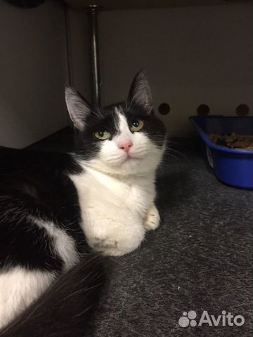 Милашка Джули ищет дом