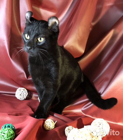 Последний котёнок