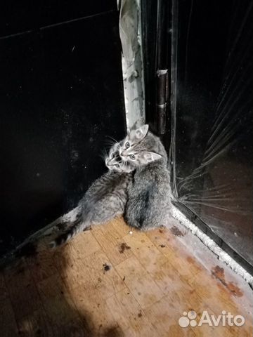 Отдам котят