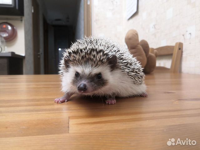 Африканский карликовый ежик мальчик
