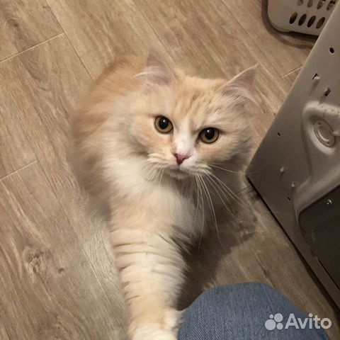 Кошка британка-перс