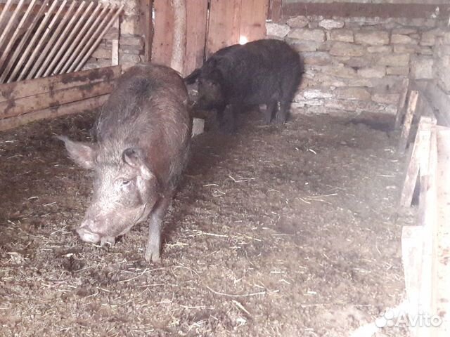 Продам свинину, баранину