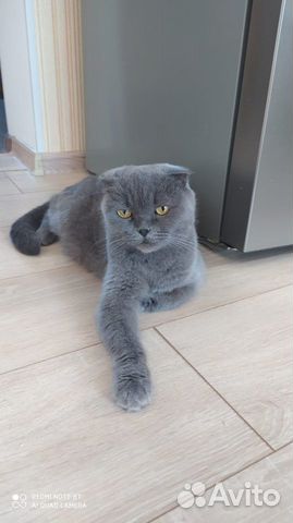 Котенок от шотландской кошечки