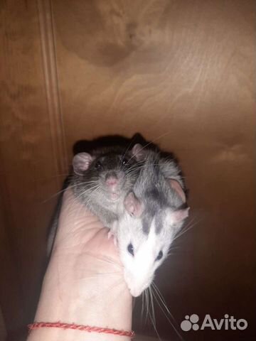 Крысята подростки