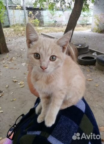 Котик