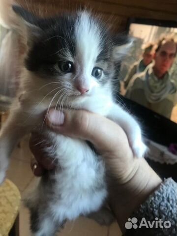 Котенок