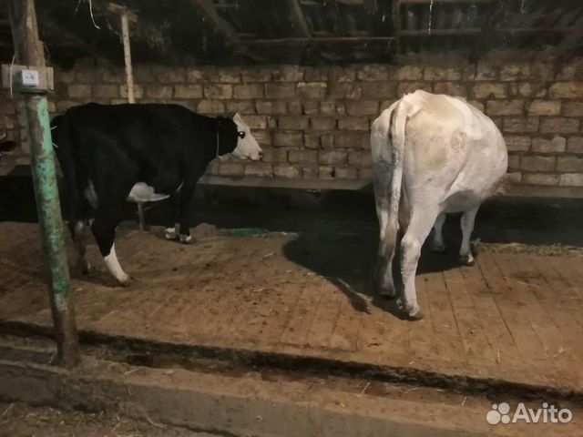Коровы двойные спокойные