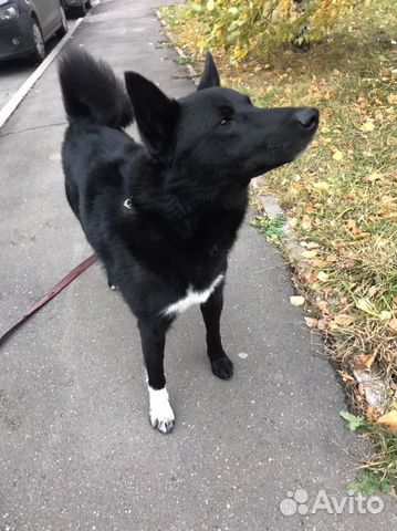 Отдам лайку в добрые руки