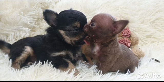 Экслюзивные малыши Чихуахуа