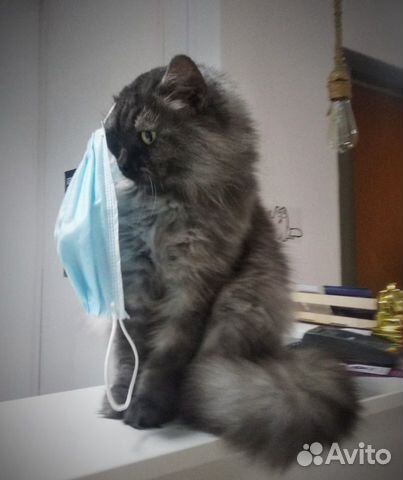 Кошка Пена