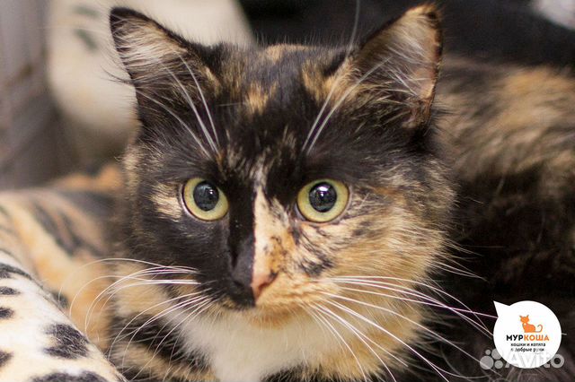 Вирджи серьезная, добрая трехцветная красавица