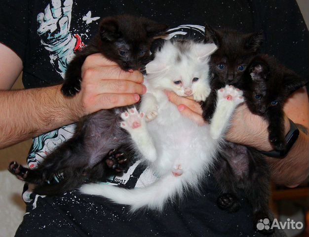 Котята Котики Котятки Котечки Котейки