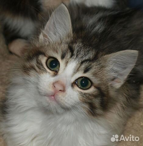 Сибирский котенок девочка Жози, 3 месяца