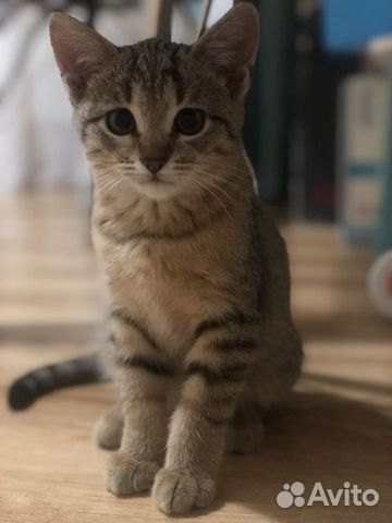 Котенок девочка Леся