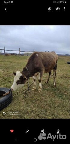 Тёлочка 8 месяцев