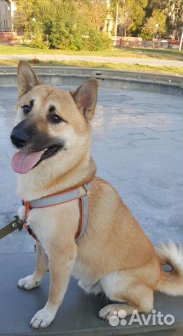 Вязка Сиба- ину(Шиба)