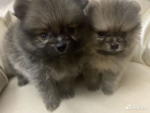 Цверг шпиц мальчик рыжий