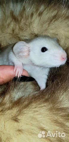 Крысенок Siamese Dumbo