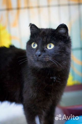 Подарю замурчательную кошечку