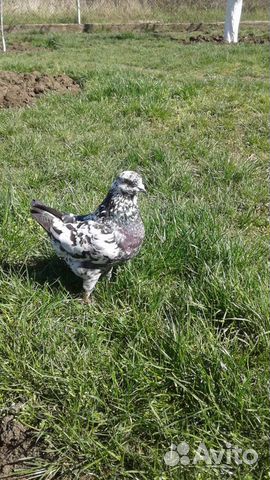 Голуби мясные