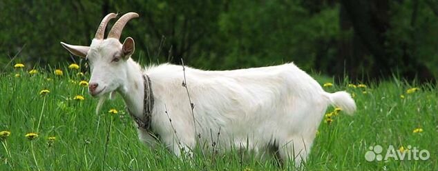 Коза дойная