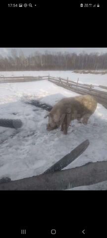 Продам хряка